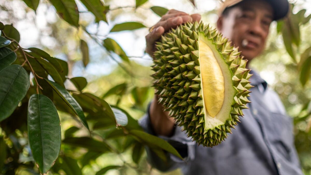 Qu’est-ce que le durian ? Tout savoir sur celui que l’on surnomme le ...