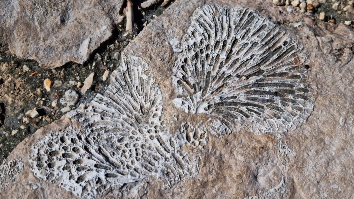 Pourquoi y a-t-il des fossiles marins en haut de l’Everest