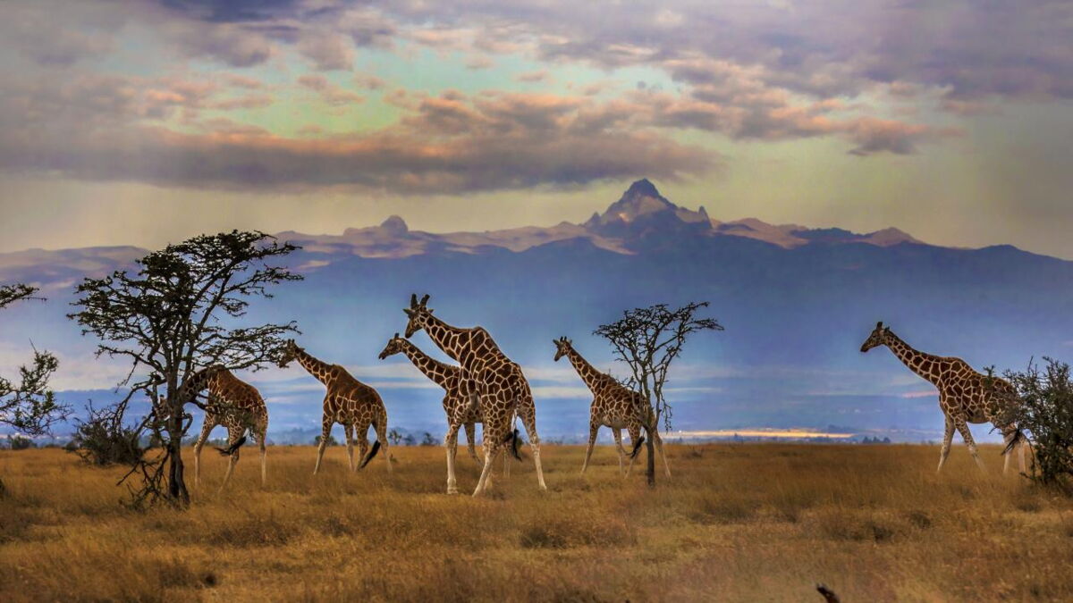 Voici le son qui terrifie le plus les animaux de la savane, selon la ...