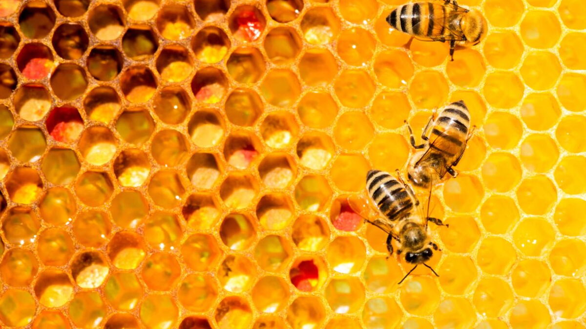 Intelligence animale : les abeilles peuvent se transmettre des ...
