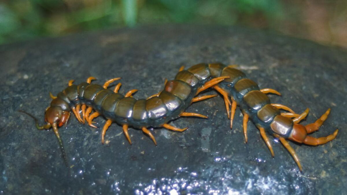 Les scolopendres sont-elles dangereuses