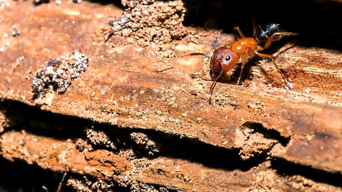 Cet insecte pratique l’amputation pour sa survie, comme notre espèce