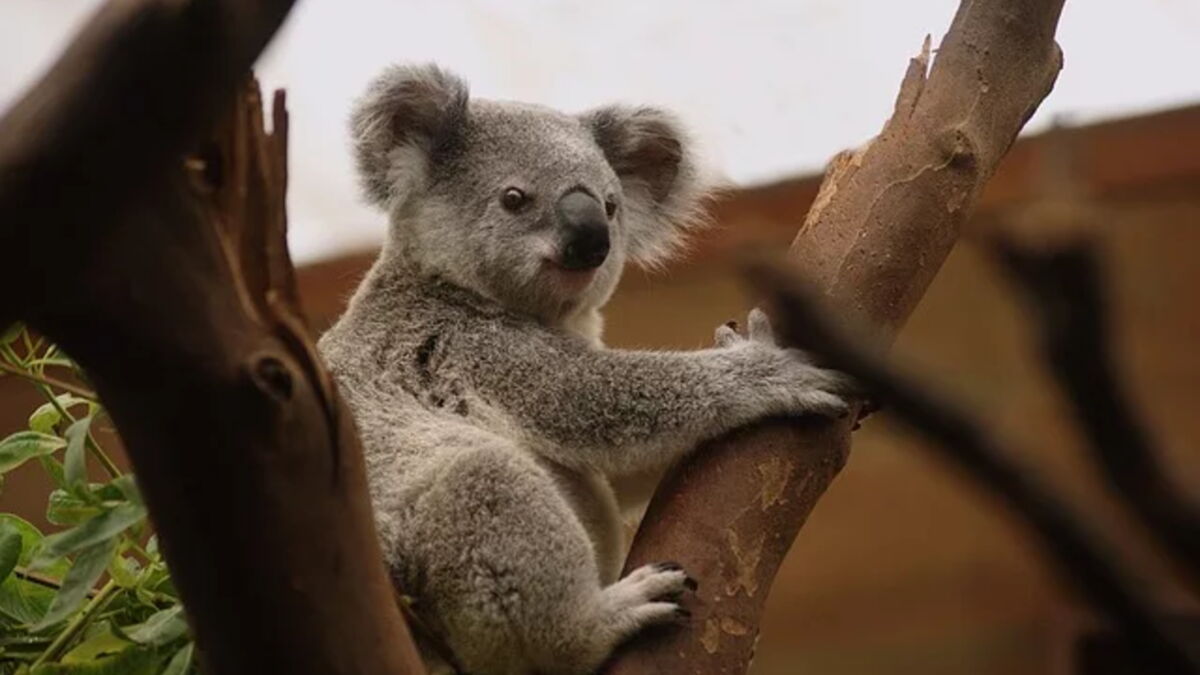 Que mange un koala