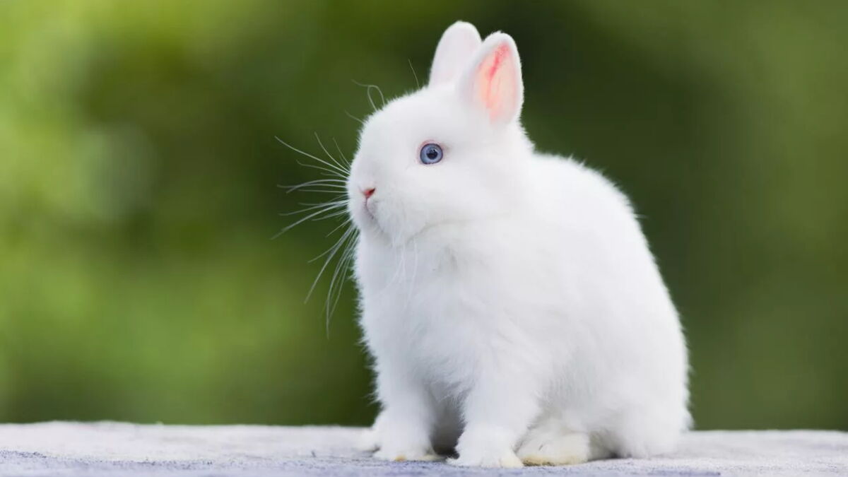 Quelle est la durée de vie d’un lapin nain