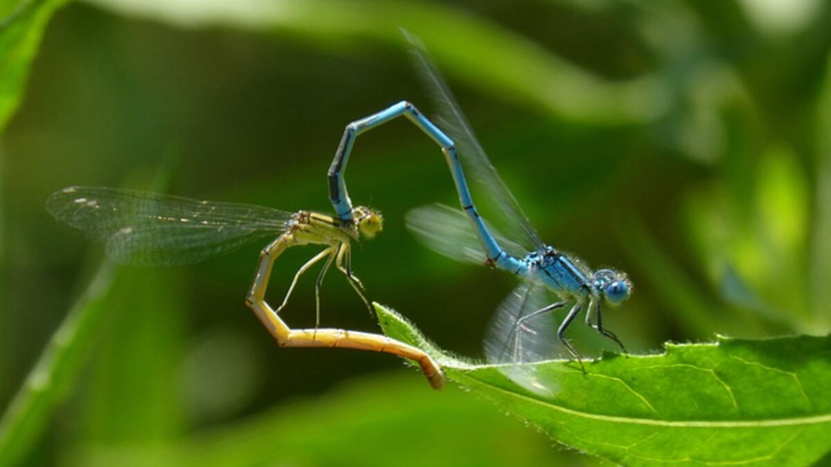 Reproduction : comment les libellules et demoiselles s'accouplent-elles