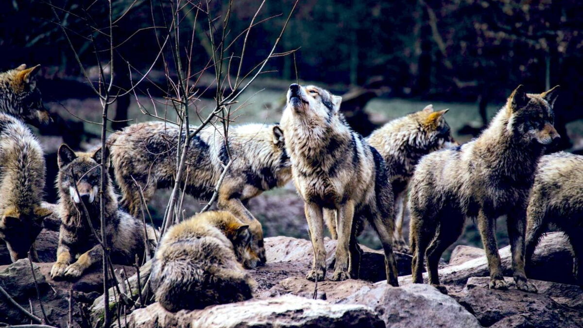 Que mange un loup