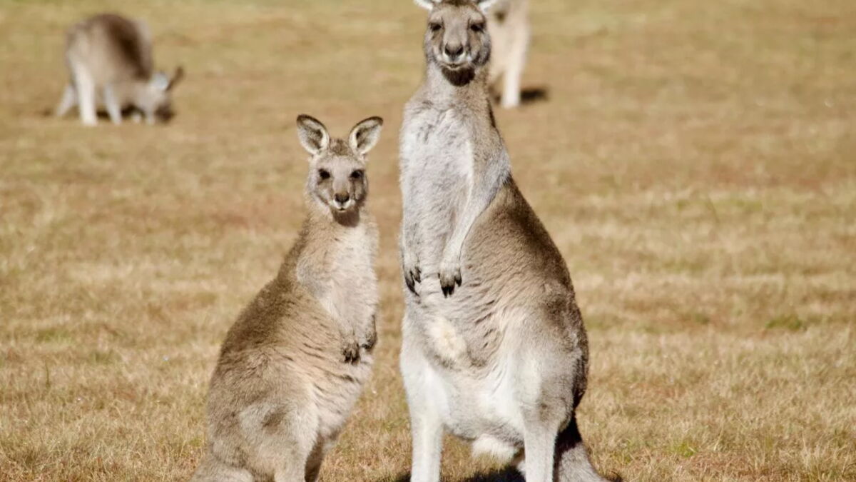 Qu’est-ce qu’un marsupial