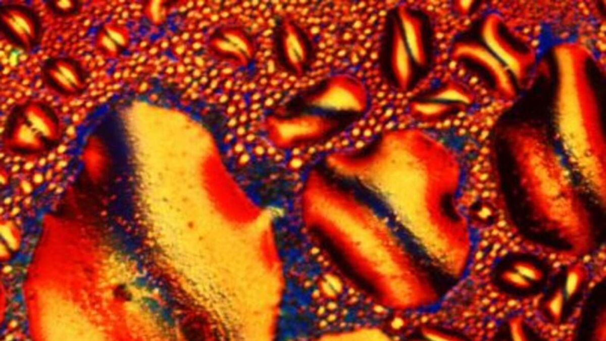 Microscopie : news, photos, vidéos