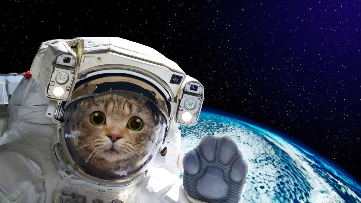 La NASA a reçu une vidéo de chat envoyée depuis l’Espace