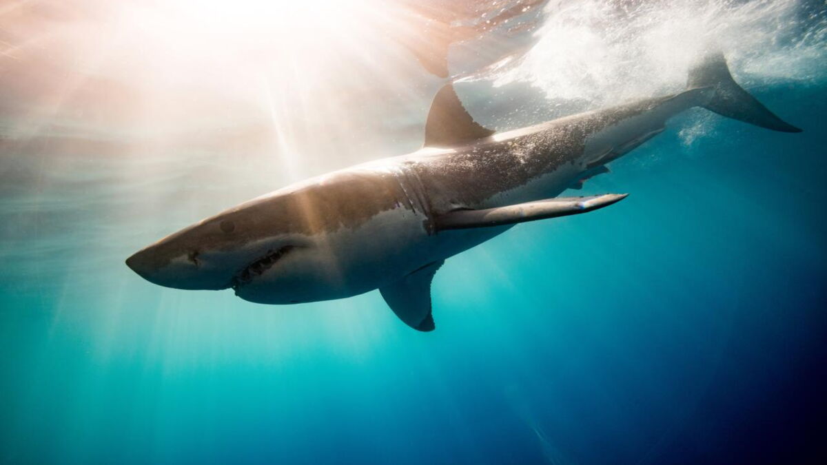 Un immense requin a été retrouvé mort étouffé en dévorant une tortue de ...