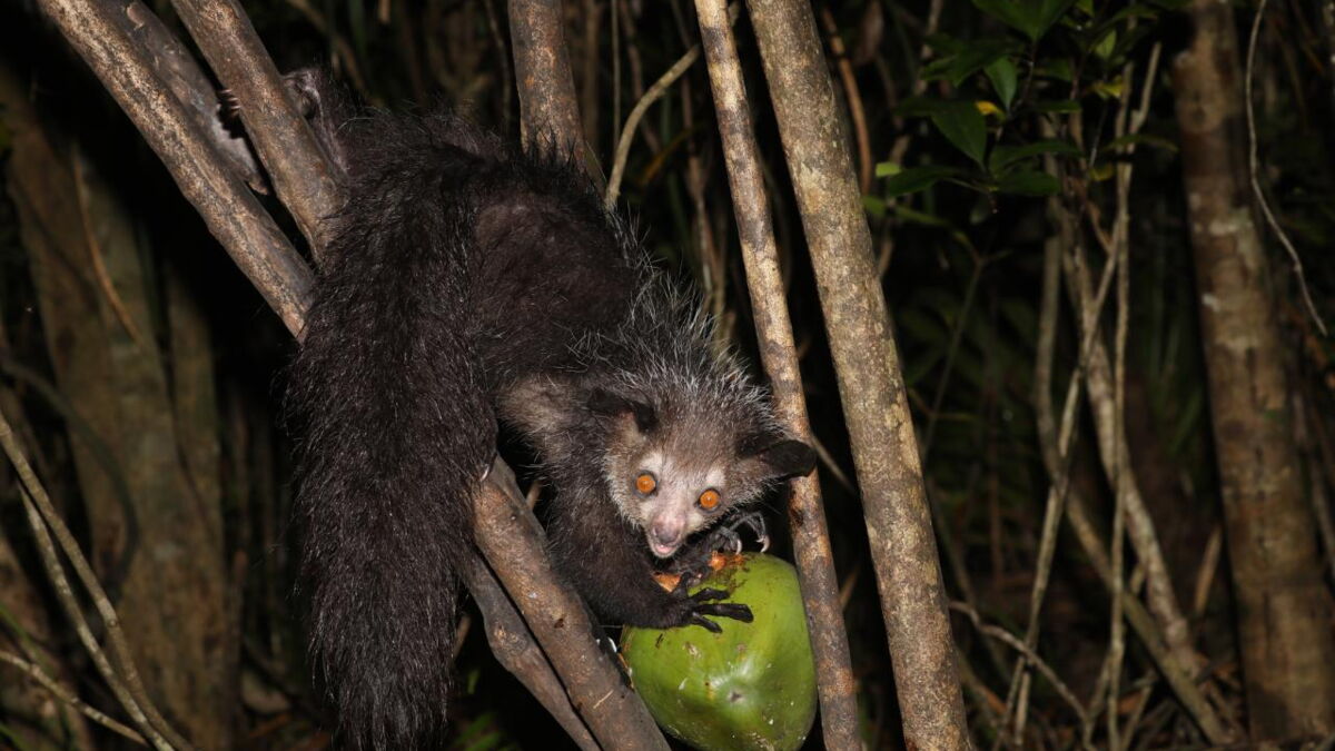 Photos : Ces 10 animaux sont parmi les plus moches de la planète