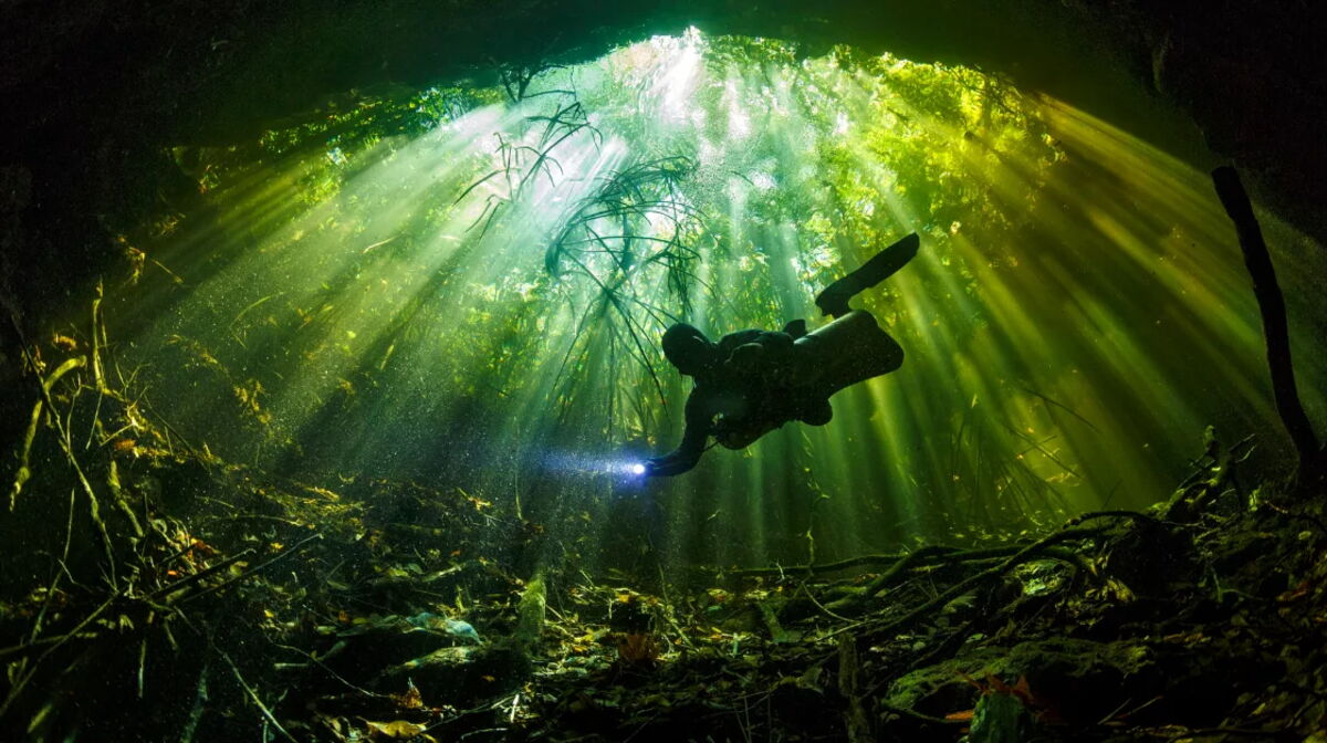 Les forêts les plus mystérieuses sur Terre sont sous-marines