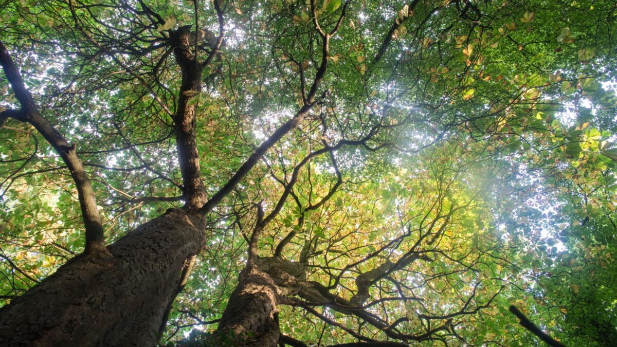 Cette forêt unique au monde émet un "cri" des plus angoissants