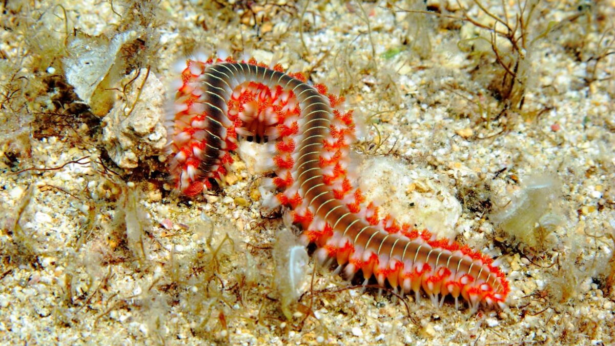 Cette nouvelle espèce de vers ressemble à un "tapis magique vivant"
