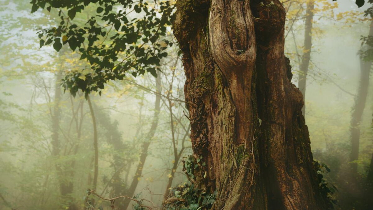 Mathusalem est l'arbre le plus vieux du monde, il est plus ancien que ...