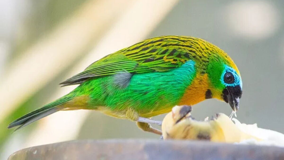 Mi-mâle, mi-femelle, cet oiseau extrêmement rare a attiré l'attention ...