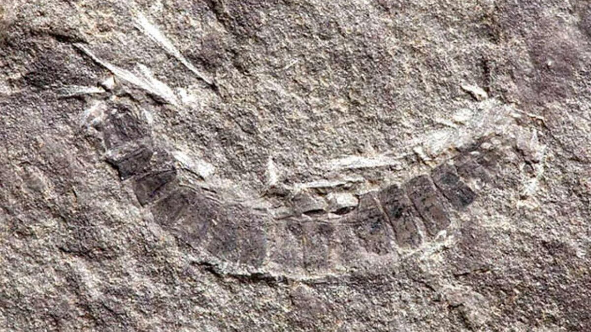 Les scientifiques découvrent le plus vieux fossile d'un animal terrestre