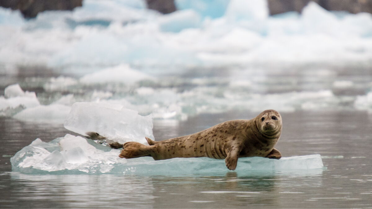 Une étude confirme une extinction massive causée par l'homme.