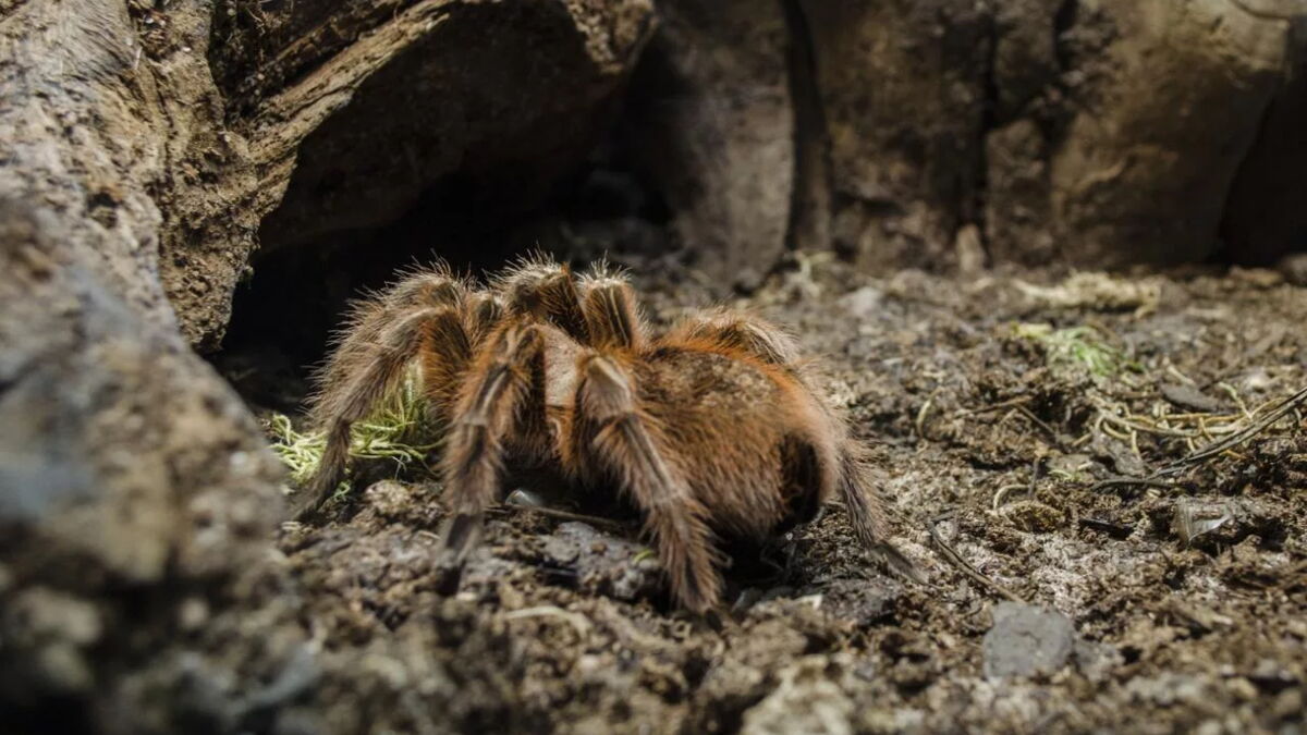 Un fossile d'araignée mygalomorphe de 15 millions d'années découvert ...