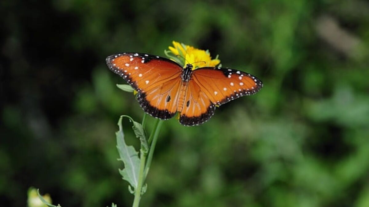 Cycle De Vie D'un Papillon Monarque 4 étapes Le Cycle De Vie Du
