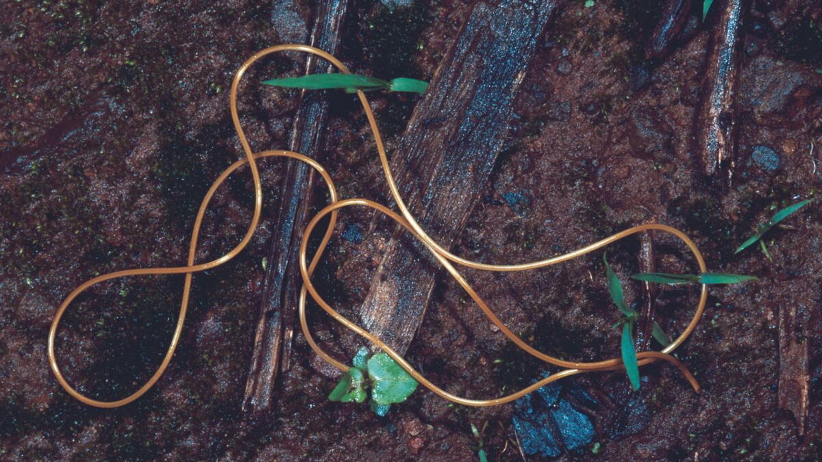 La technique horrible de ce vers parasite lui permet de "contrôler l ...