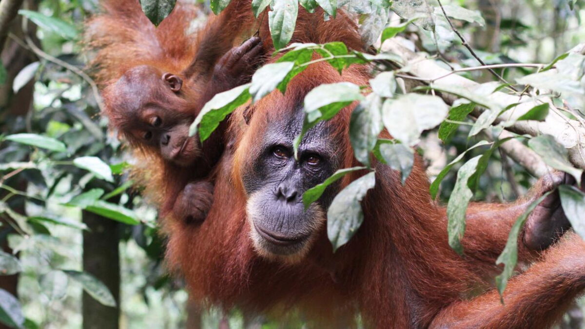 Photos : Ces 15 espèces animales sont en voie d'extinction