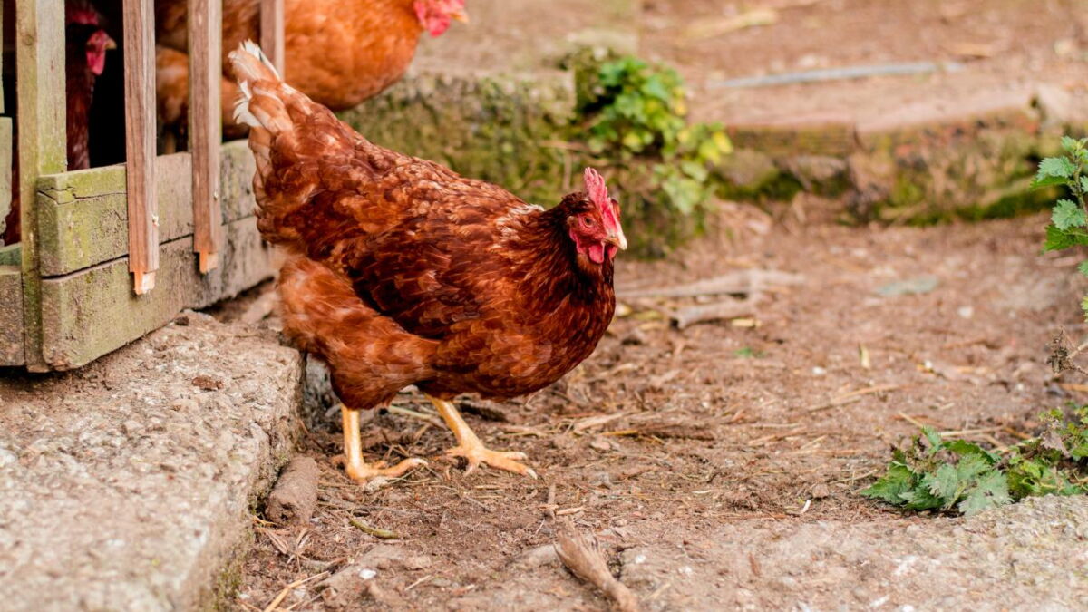 Poule rousse : tout savoir sur la plus célèbre des poules pondeuses