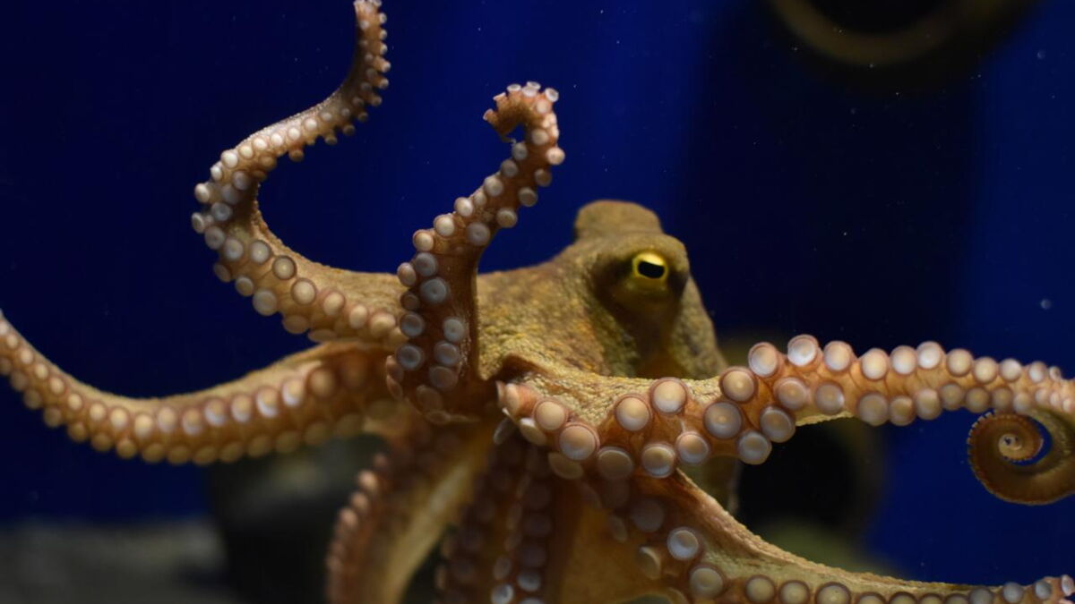 Quelles différences entre un calamar, une seiche et un poulpe