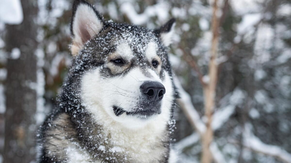 Chien de traineau : découvrez les 6 races officiellement reconnues