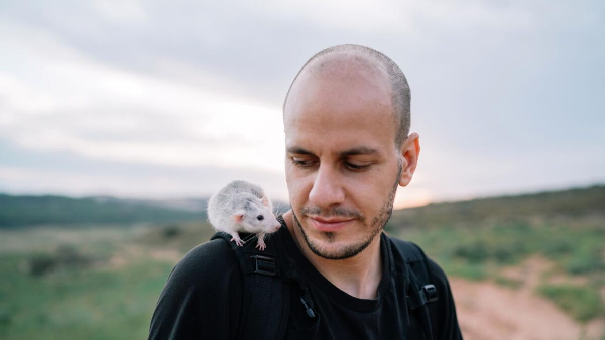 L'homme et le rat ont ce curieux point commun, selon des chercheurs