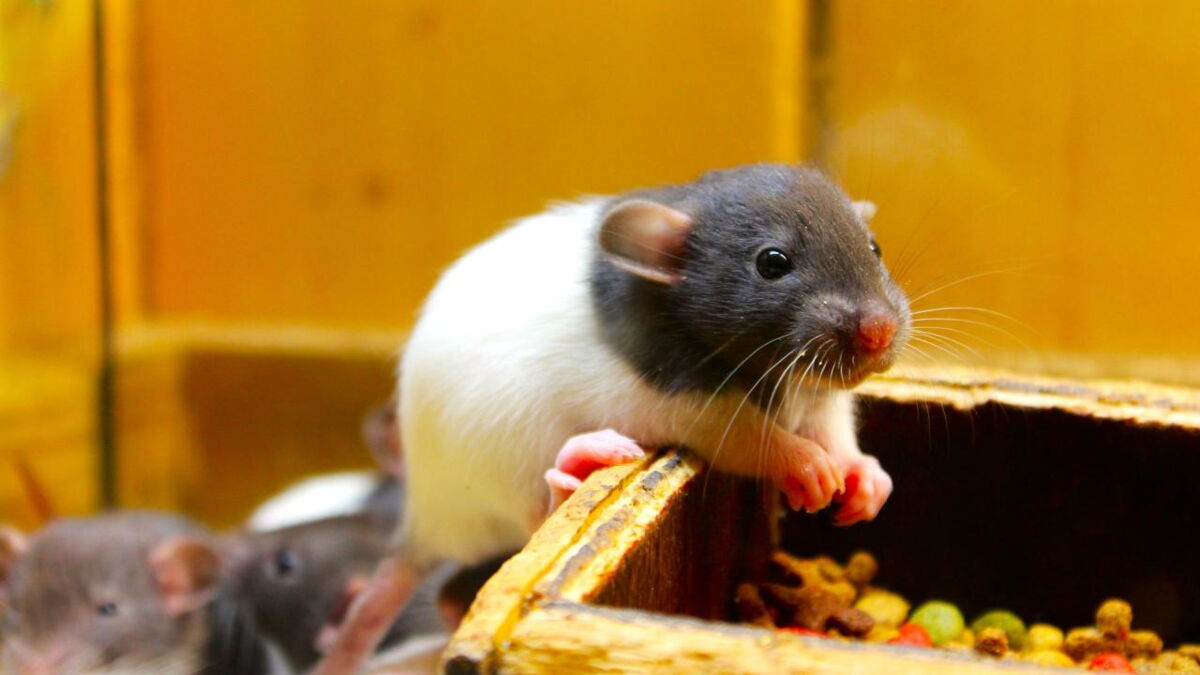 Quelle est la différence entre un rat et une souris