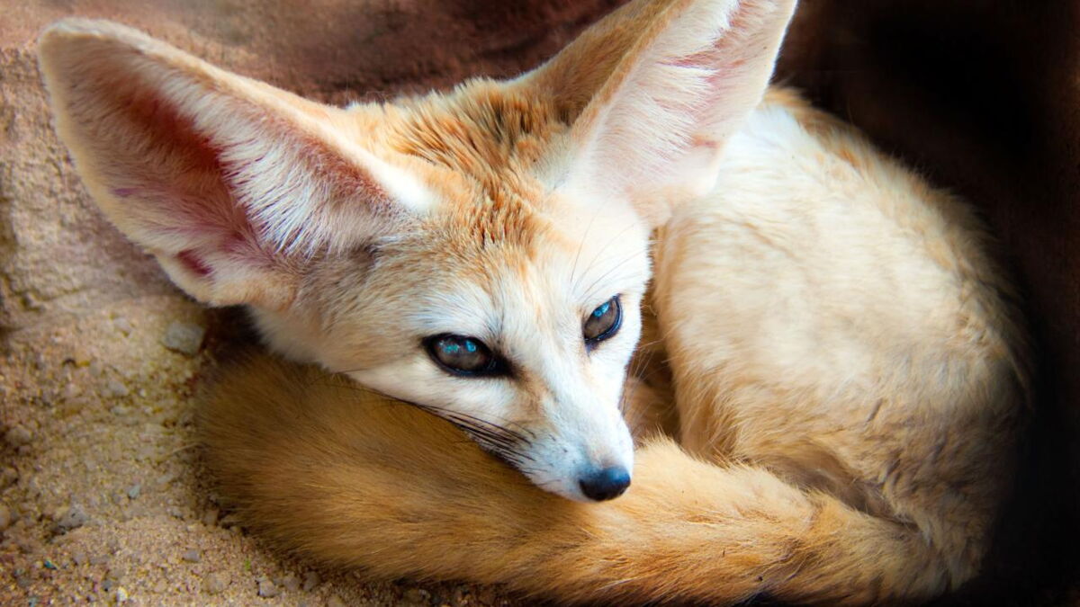 Fennec : habitat, caractéristiques... Tout savoir sur le renard des sables