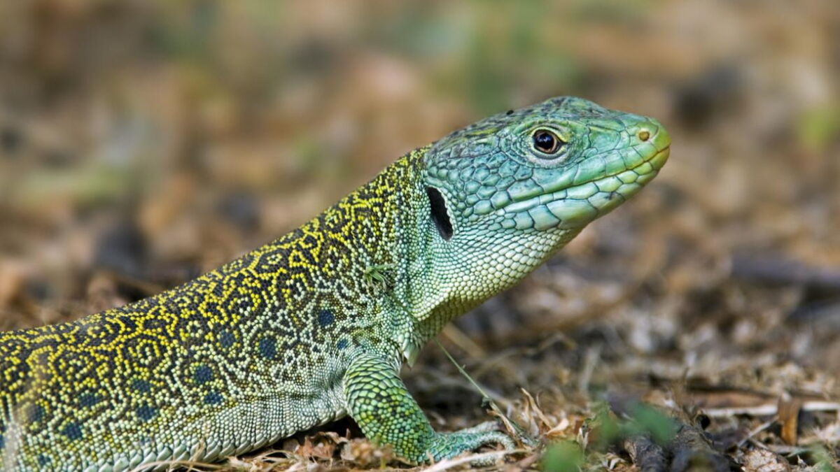 Le lézard ocellé : taille, habitat, alimentation... Tout savoir sur ce ...