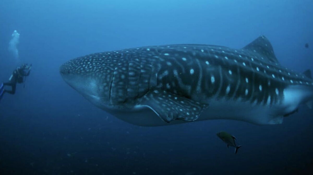 Animaux : Nemo, un requin-baleine de 13 mètres, a fait un incroyable ...