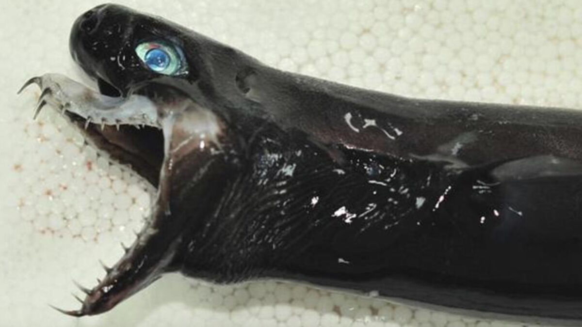 D'effrayants requins des profondeurs capturés par des pêcheurs au large ...