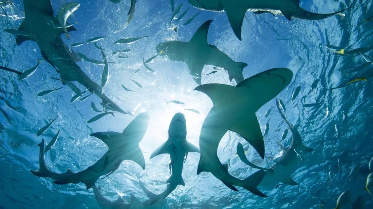 Requin : mode de reproduction, aire de répartition… 7 faits étonnants à ...