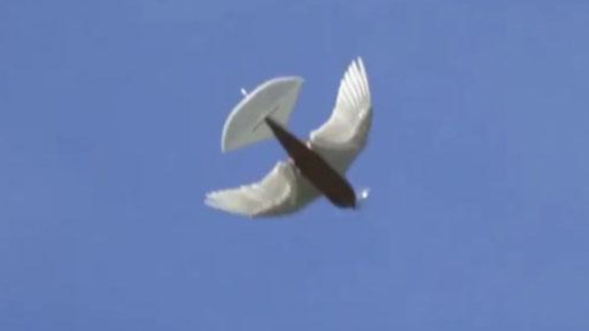 Mi-pigeon, mi-robot : voici Pigeonbot, le premier robot capable de ...
