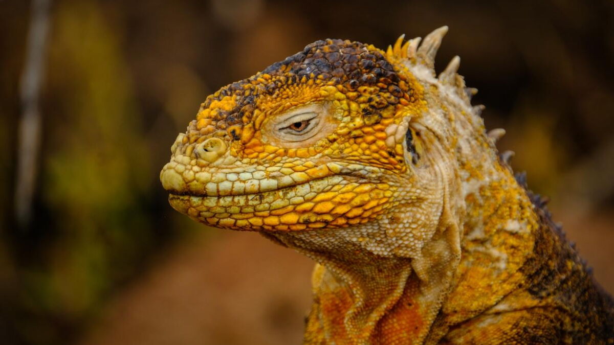 Iguane : news, photos, vidéos