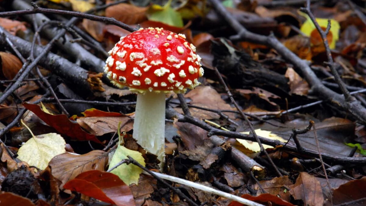 Voici le champignon le plus toxique de France, ne le cueillez surtout pas