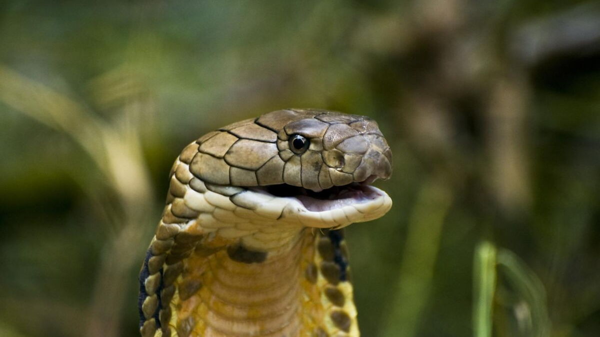 Ce nouvel antivenin “universel” est efficace contre un grand nombre de ...