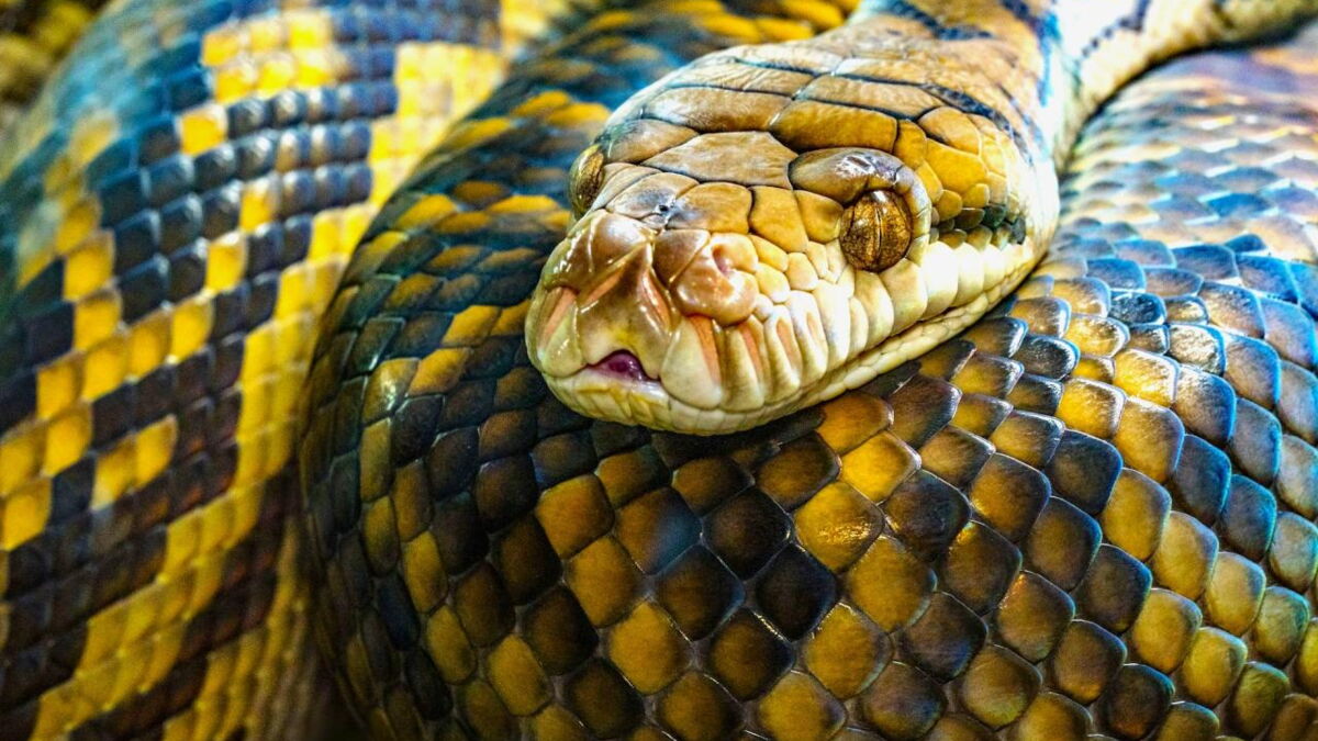 Voici 5 choses essentielles à savoir sur les serpents