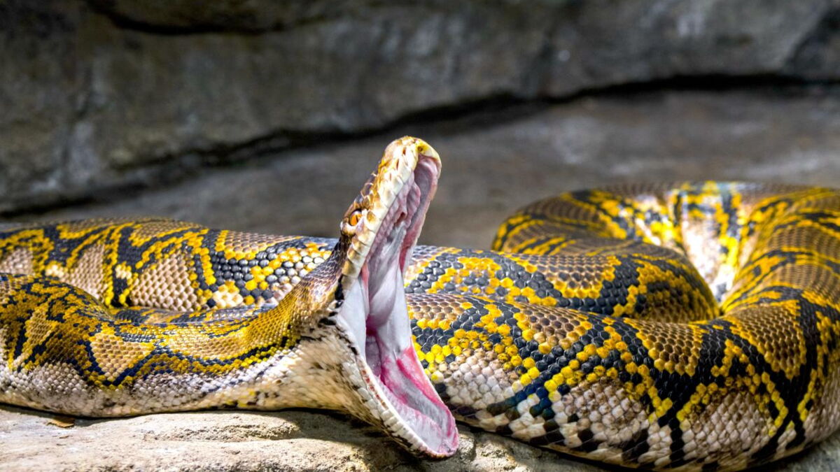 Il tombe face à un python géant en promenant son chien