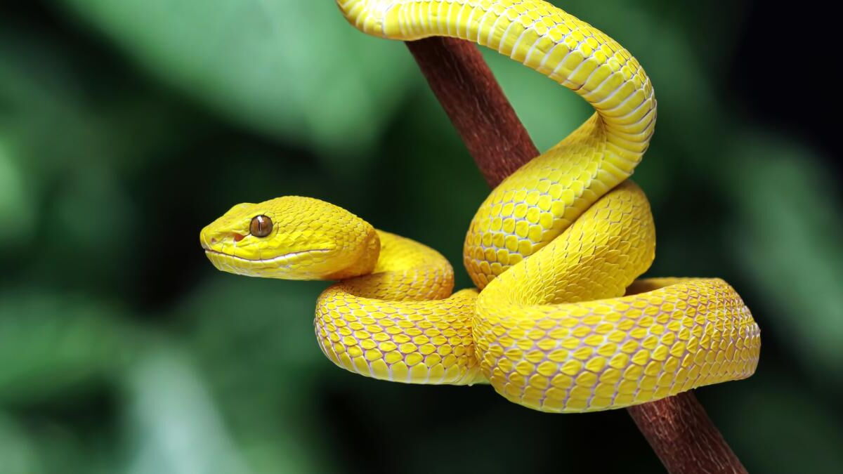 Humains Aux Yeux De Serpent