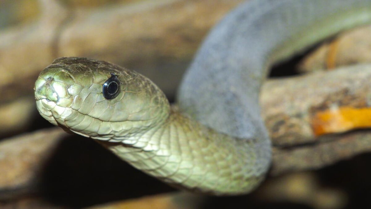 Mamba noir : taille, alimentation, venin… tout savoir sur ce serpent à la morsure mortelle
