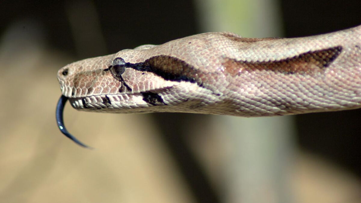 Boa constrictor : tout savoir sur ce serpent géant capable de chasser ...