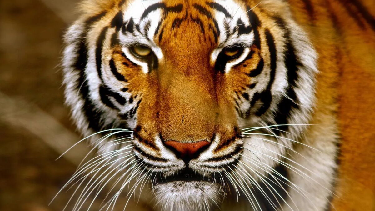 Pourquoi les tigres sont-ils oranges ? Et pourquoi ont-ils des rayures?