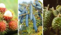 Qu’est-ce que le durian ? Tout savoir sur celui que l’on surnomme le ...