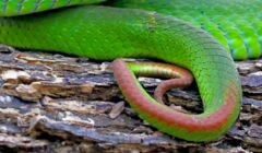 Voici 5 choses essentielles à savoir sur les serpents