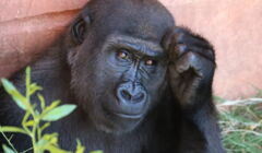 Singe-araignée : 6 choses à savoir sur ce primate très agile