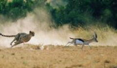 Quel est l’animal le plus rapide du monde